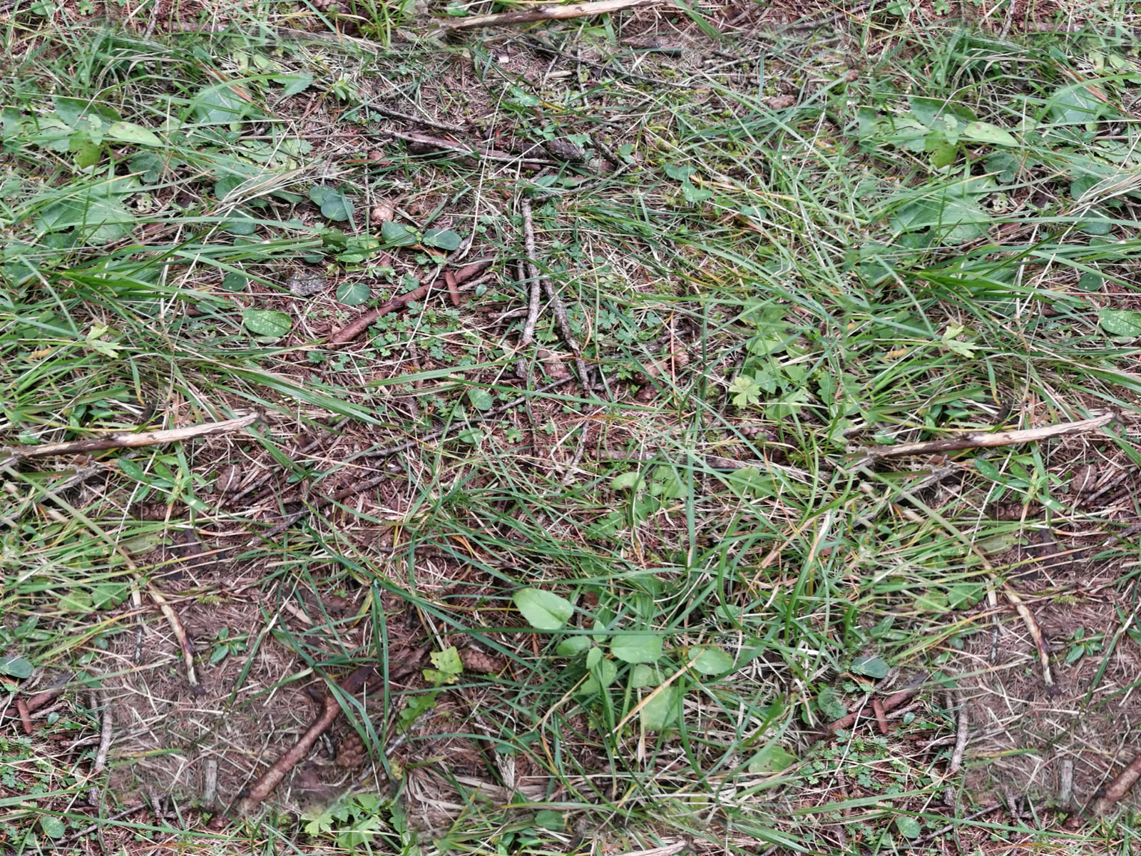 Forest grass texture to download - ManyTextures