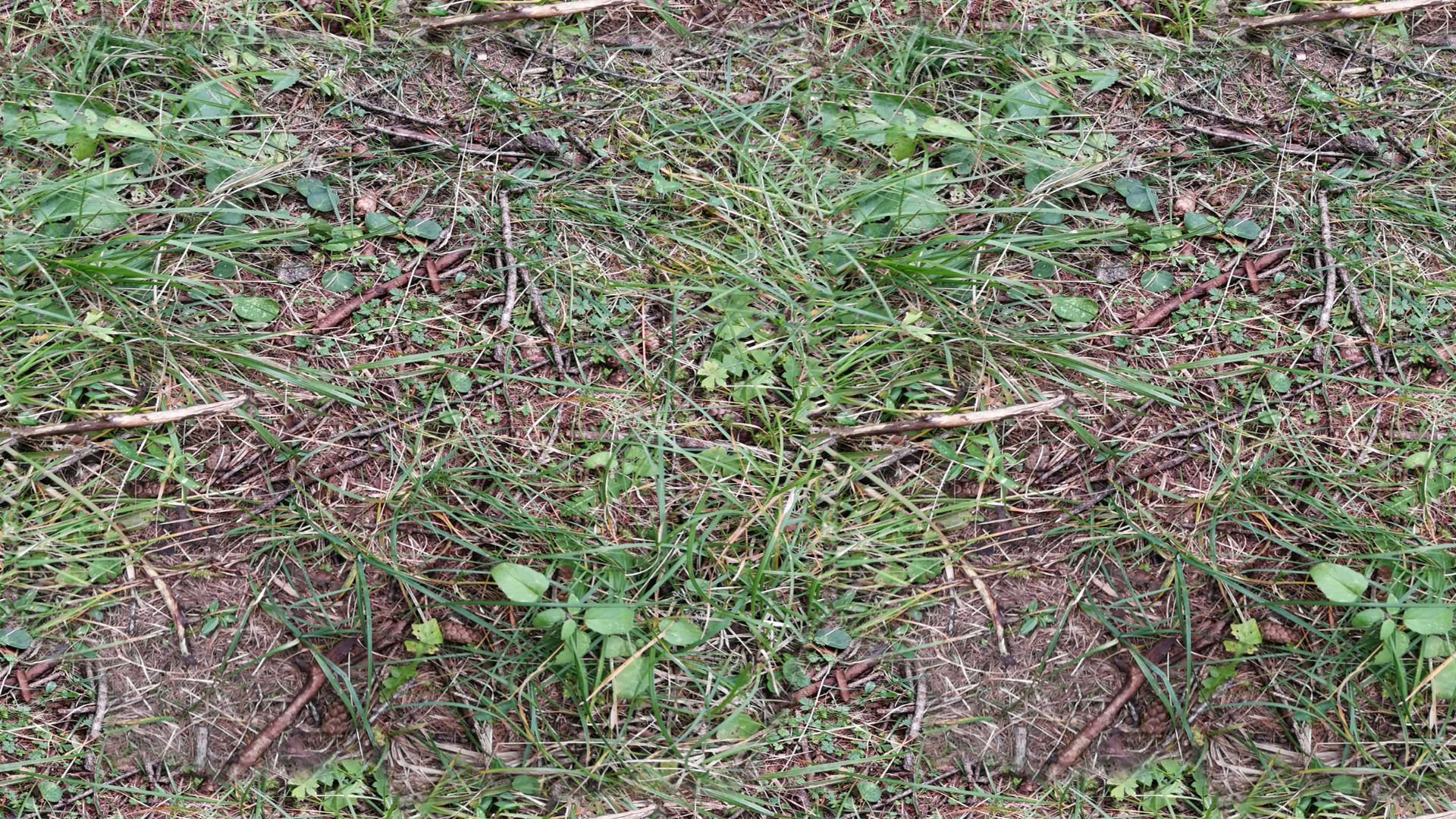 Forest grass texture to download - ManyTextures